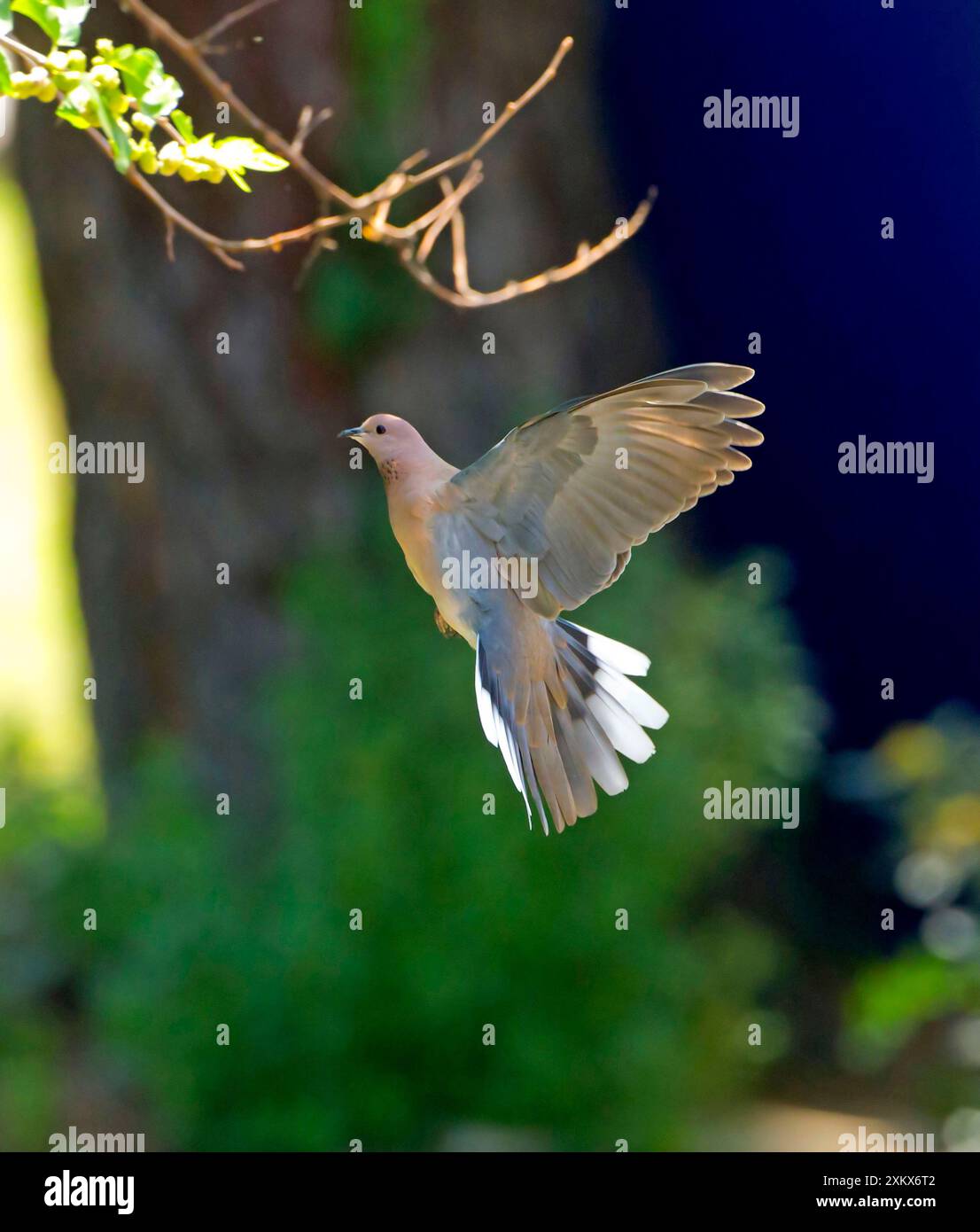 Laughing Dove - in flight Stock Photo - Alamy