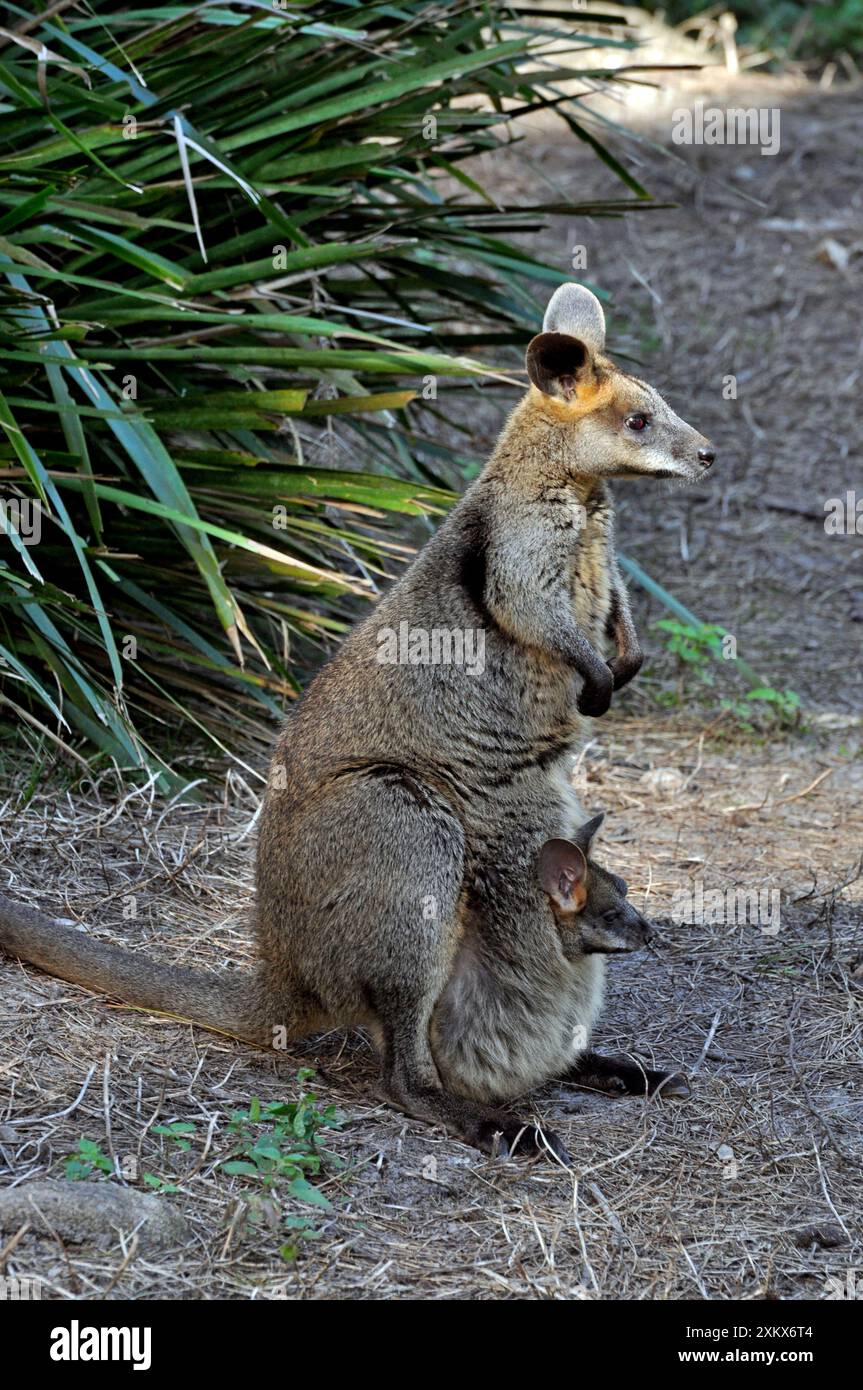 Swamp Wallaby - with well-grown 'joey' in its mother's pouch Stock ...