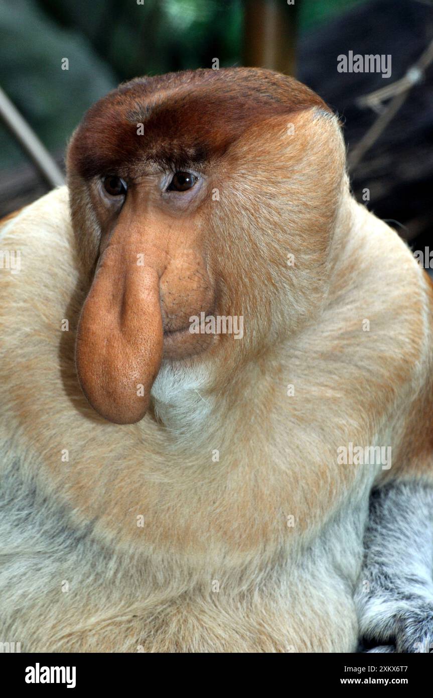 Proboscis Monkey / Long-Nosed Monkey - male Stock Photo - Alamy