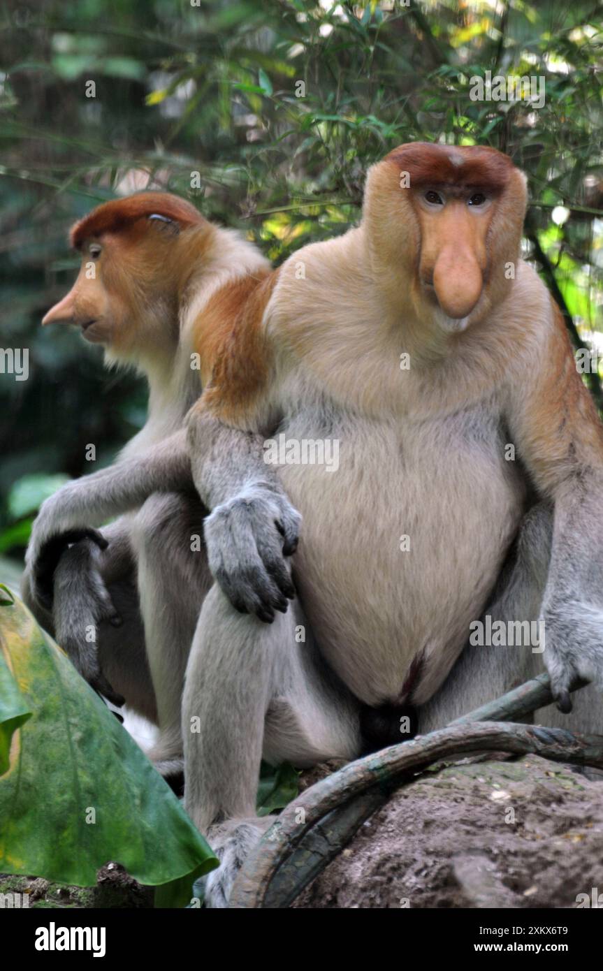 Proboscis Monkey / Long-Nosed Monkey Stock Photo - Alamy