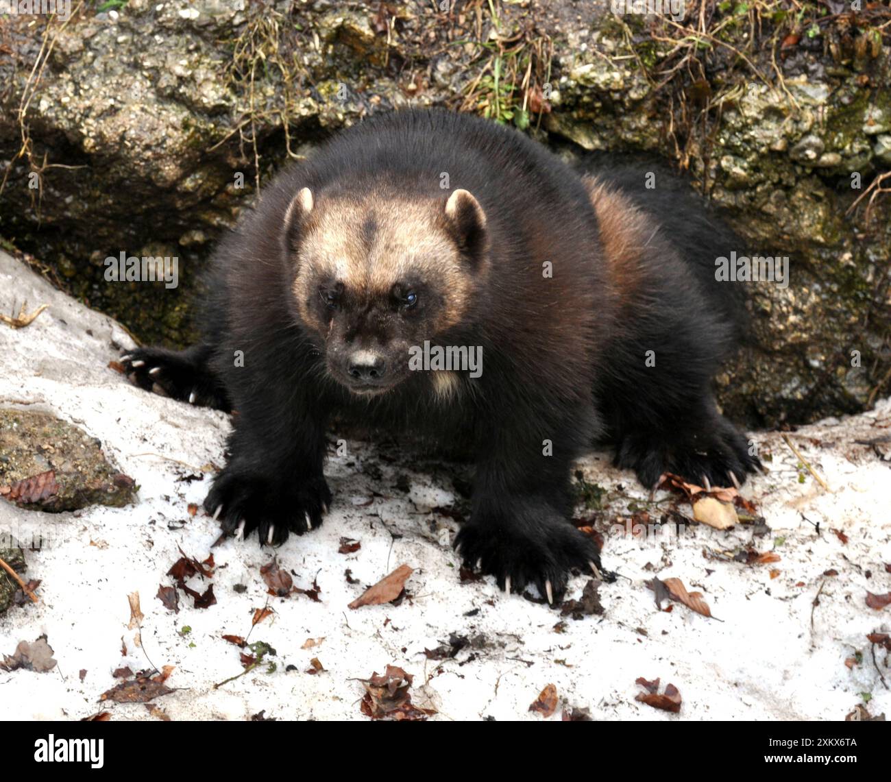 Wolverine in snow hi-res stock photography and images - Alamy