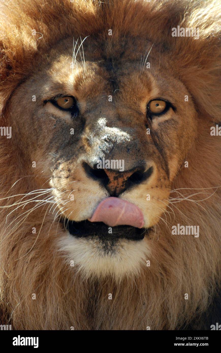 African Lion - male licking his lips Stock Photo - Alamy