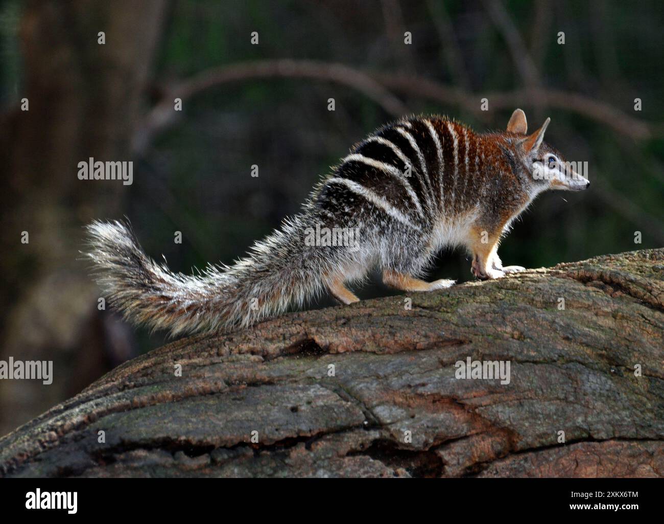 Numbat hi-res stock photography and images - Alamy