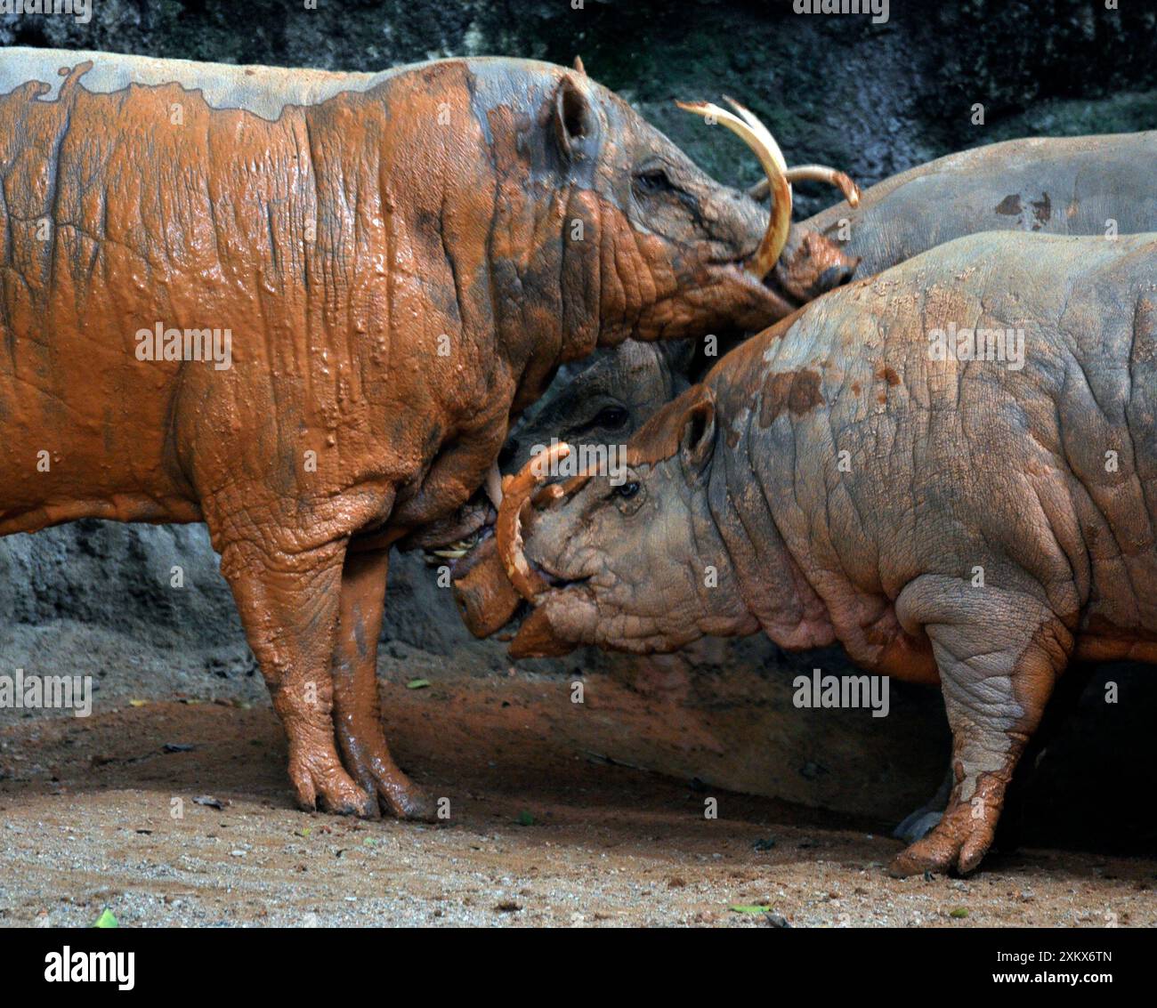 Male babirusa hi-res stock photography and images - Alamy