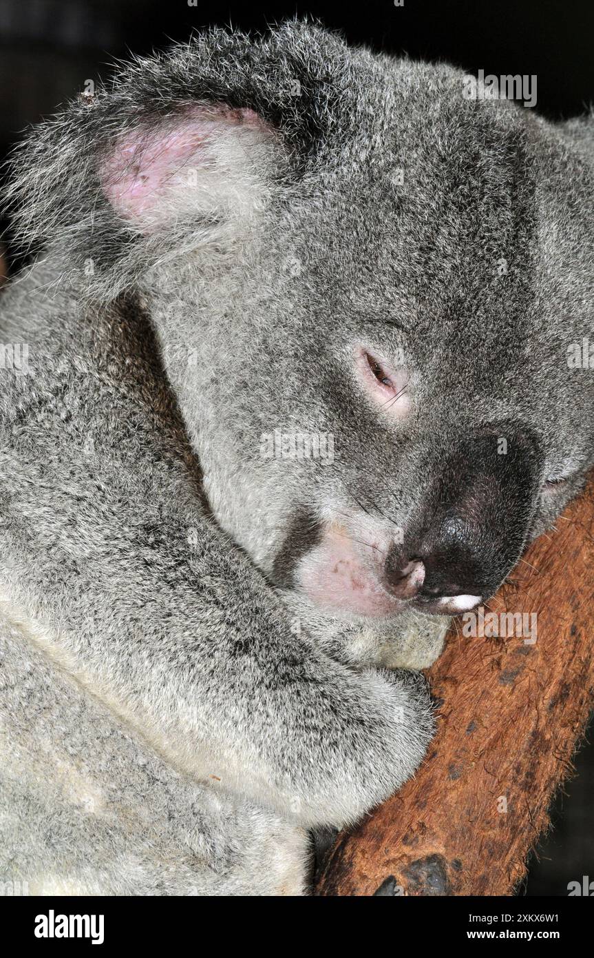 Animals koala hi-res stock photography and images - Alamy
