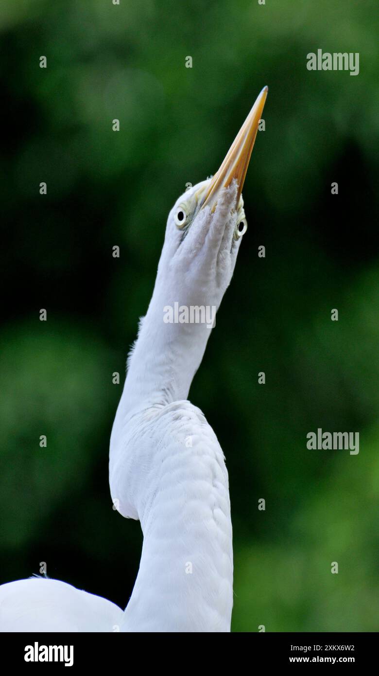 Great Egret - showing forward-facing eyes Stock Photo - Alamy