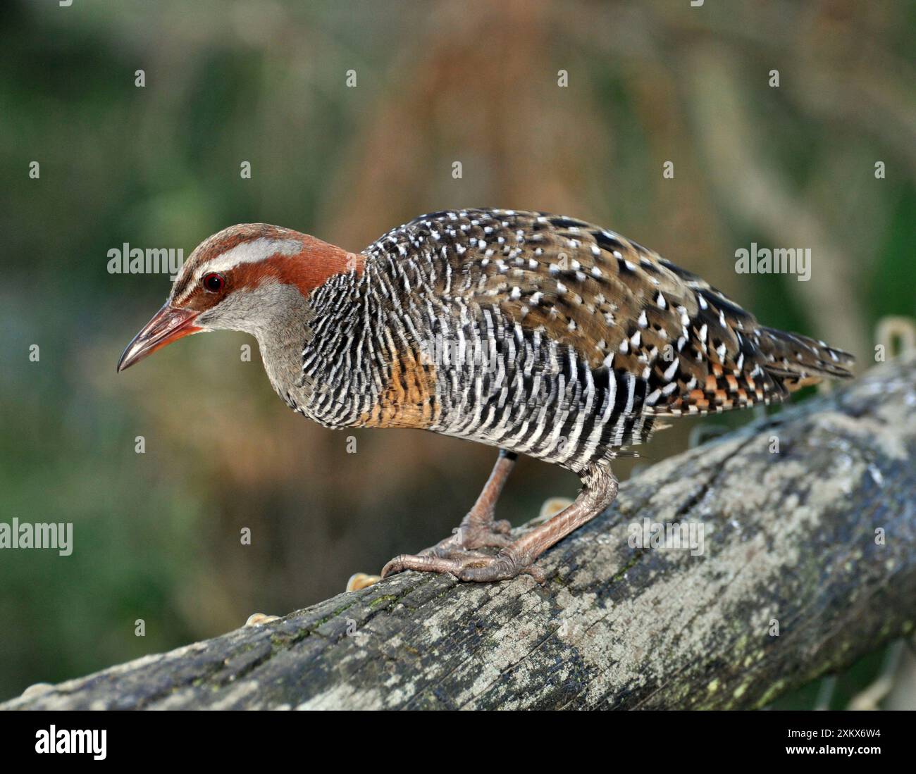 Rail buff or train buff hi-res stock photography and images - Alamy