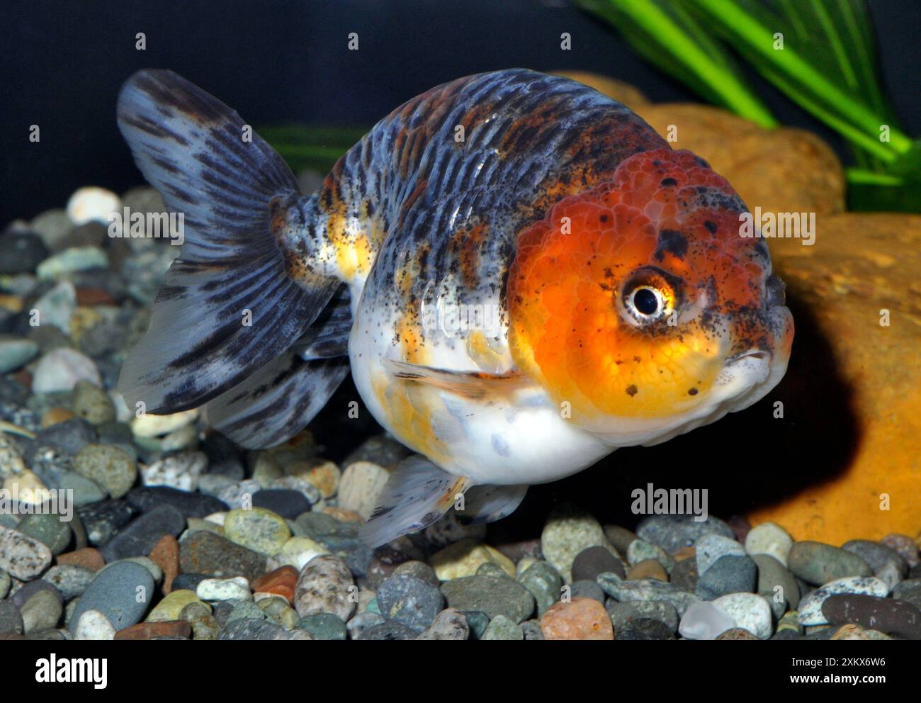 Goldfish. Tri-colored Matt Ranchu variety Stock Photo - Alamy