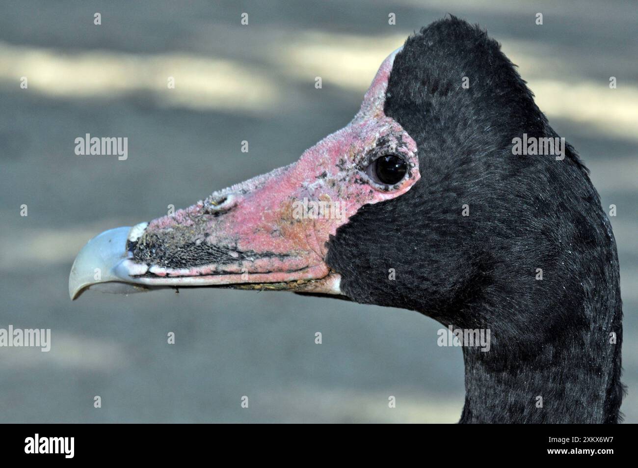 Magpie goose goose hi-res stock photography and images - Alamy