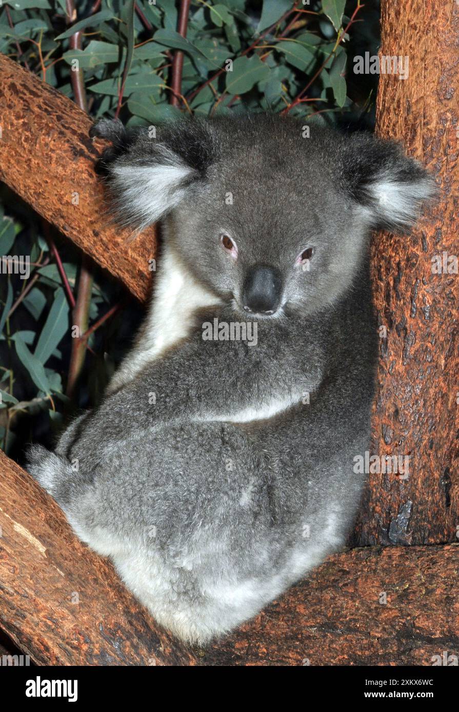Animals koala hi-res stock photography and images - Alamy