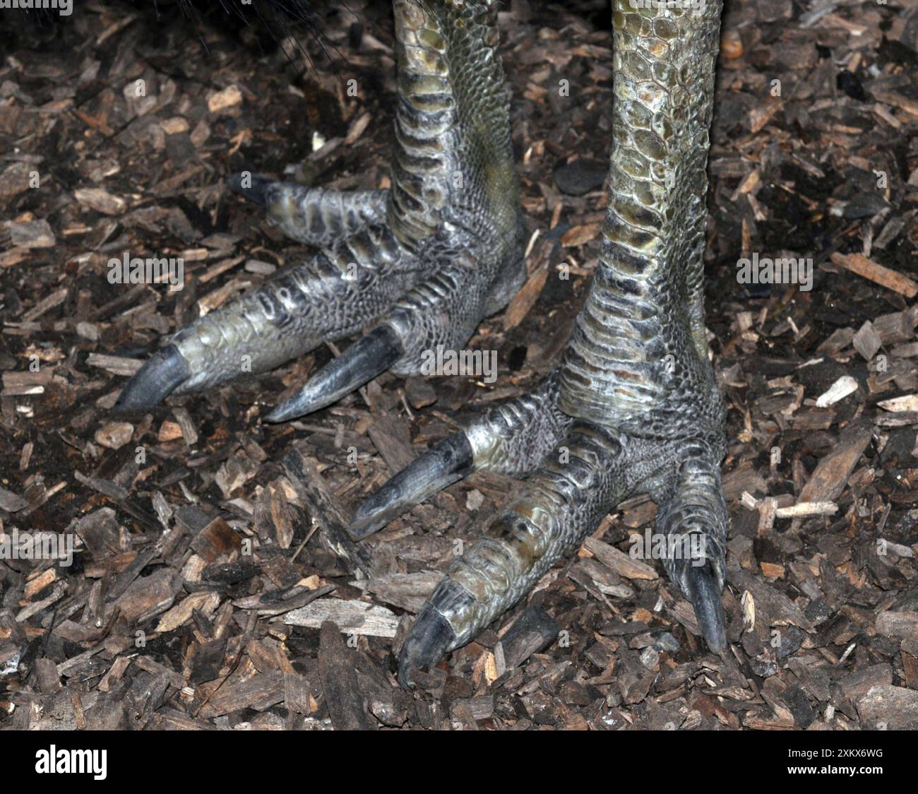 Cassowary feet hi-res stock photography and images - Alamy