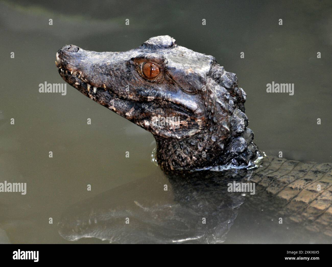 Cuvier's Dwarf Caiman. freshwaters northern and Stock Photo - Alamy