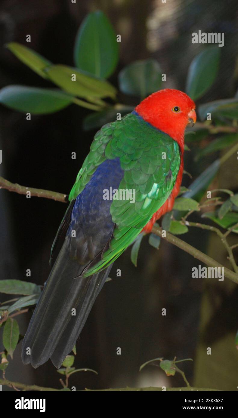 The male animals hi-res stock photography and images - Alamy