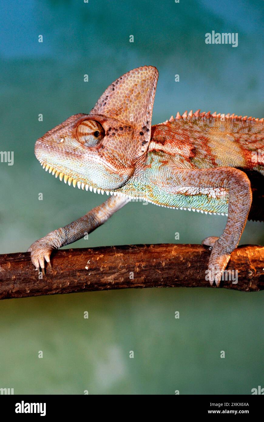 Saudi arabian arabia hi-res stock photography and images - Alamy