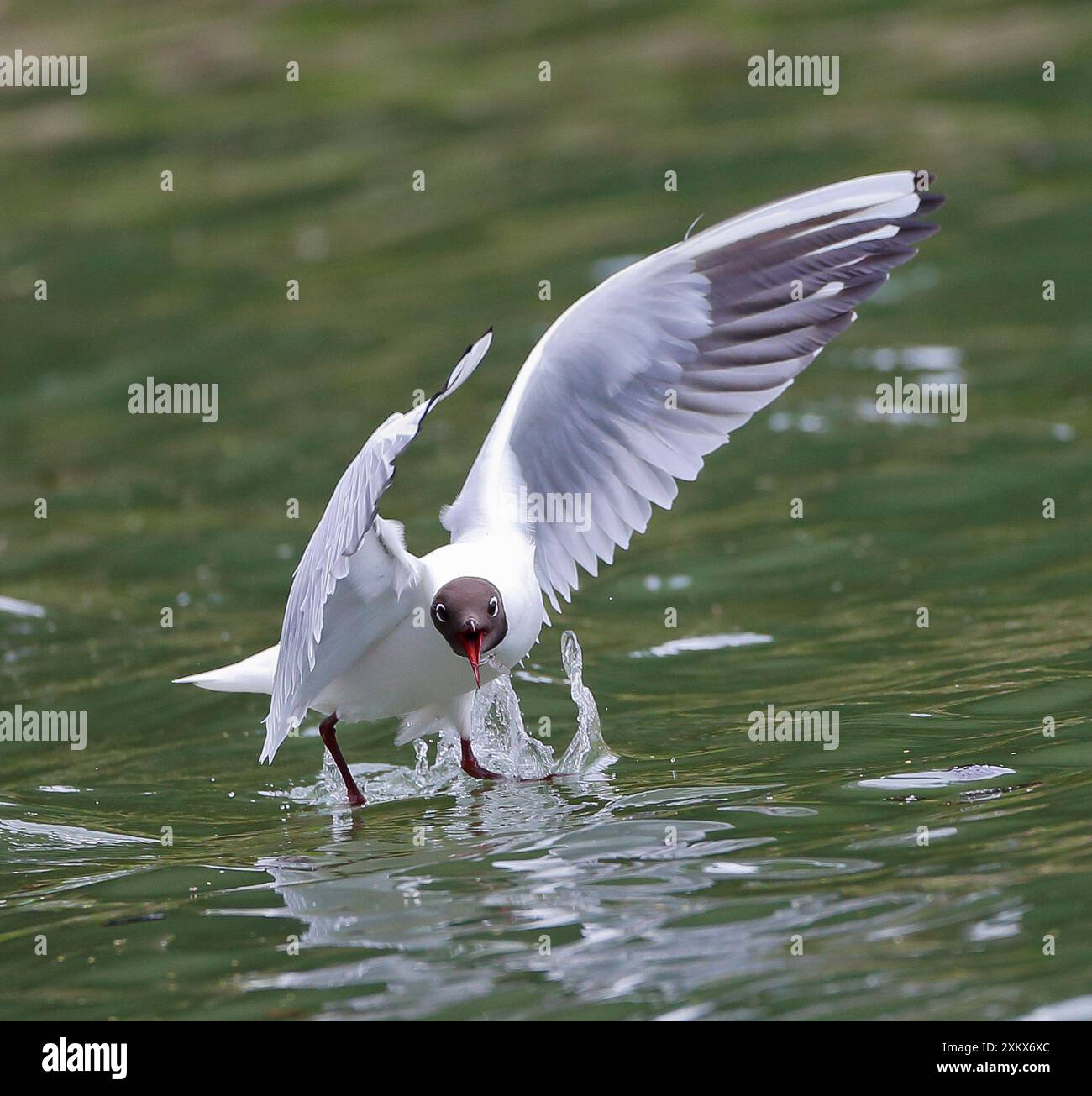 Swooping hi-res stock photography and images - Alamy