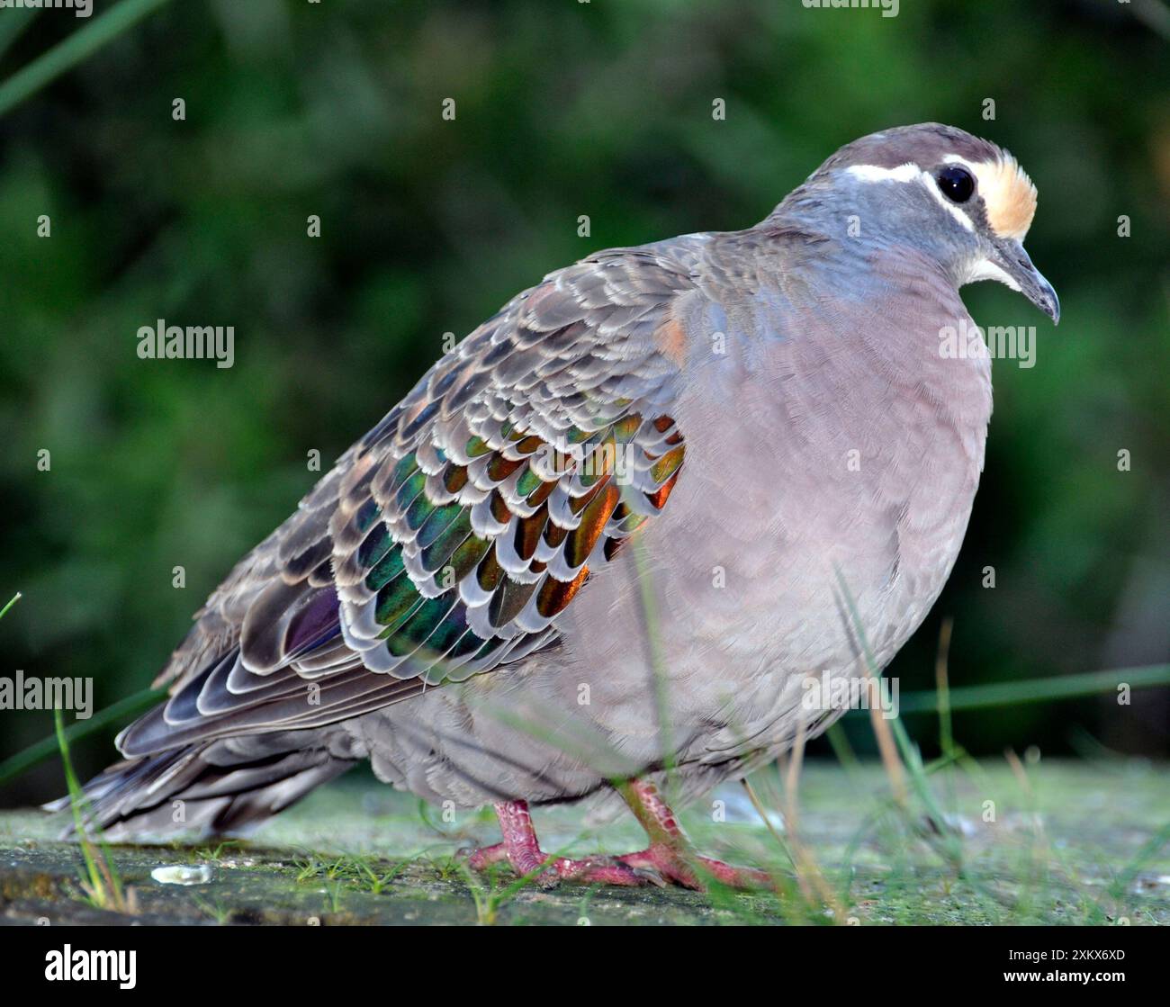 Common Bronzewing / Dove Stock Photo - Alamy