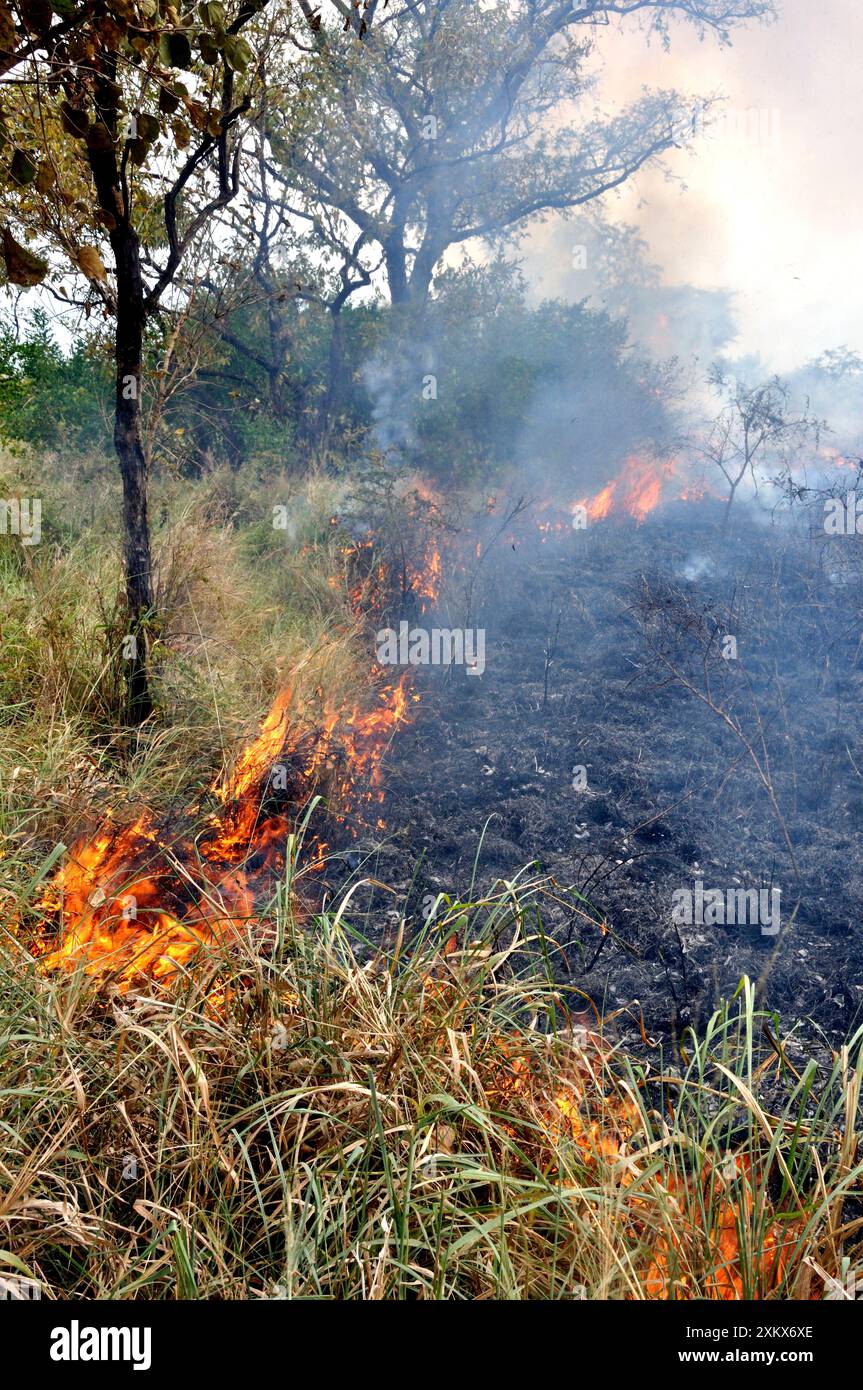 Savannah fire hi-res stock photography and images - Alamy