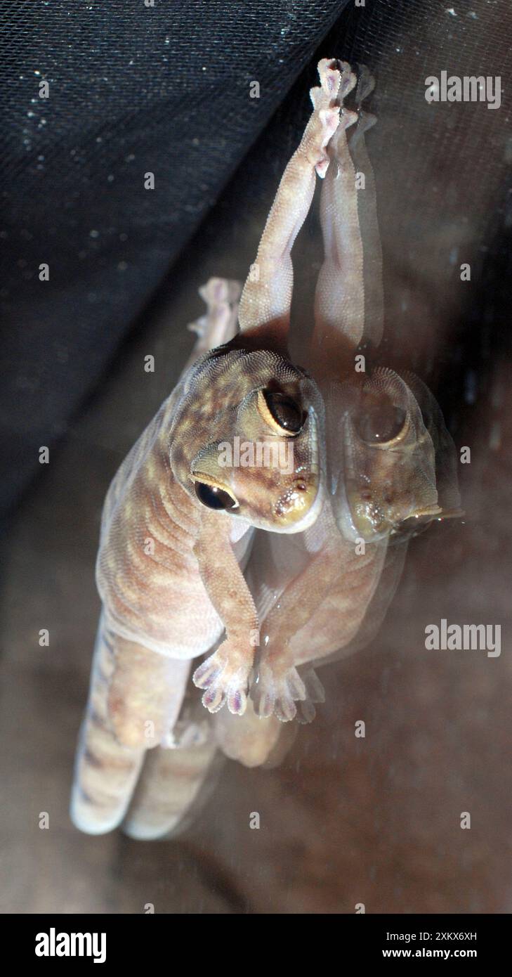 Northern Cave Gecko. hanging on to a sheet of Stock Photo - Alamy