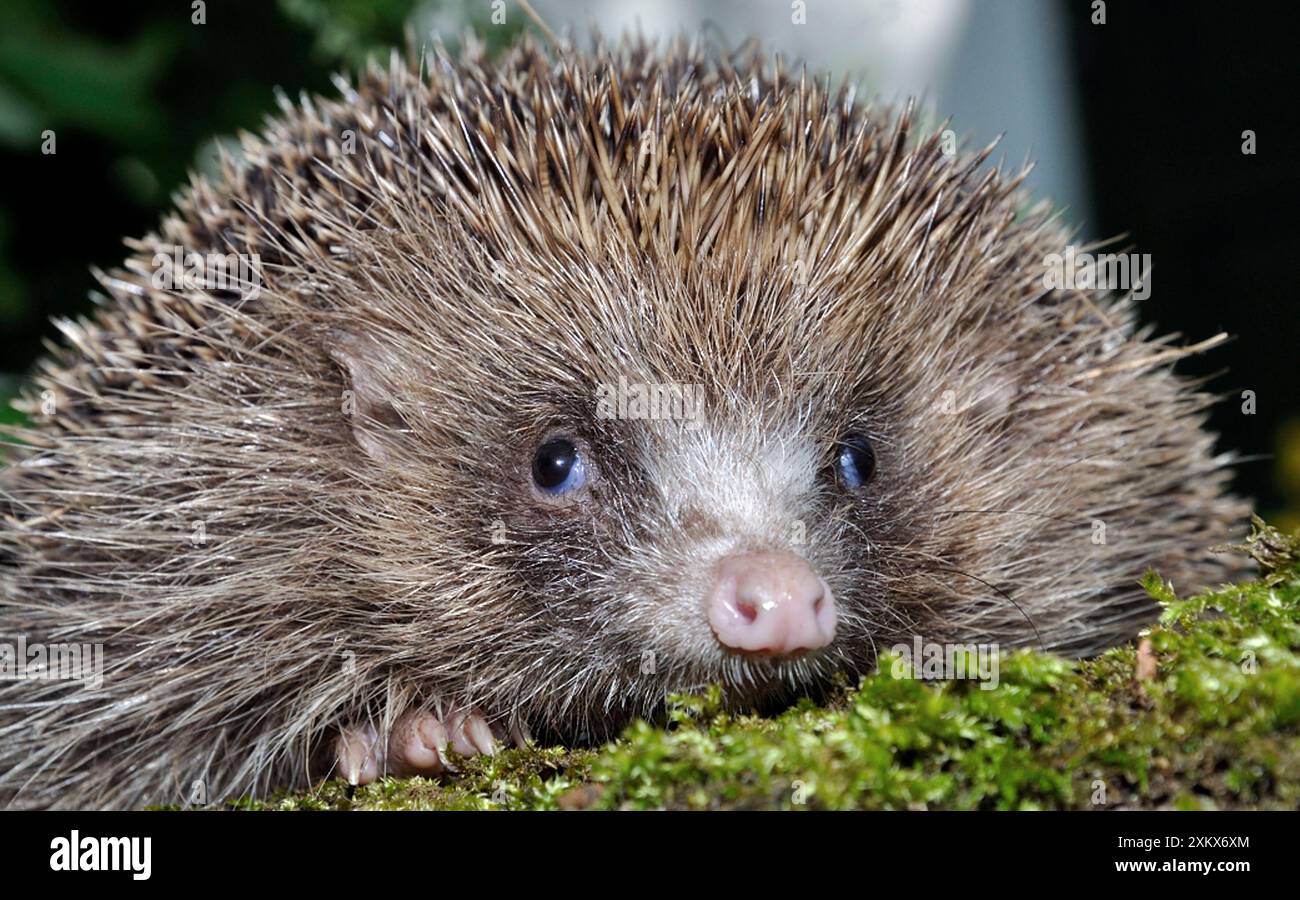 European Hedgehog Stock Photo - Alamy