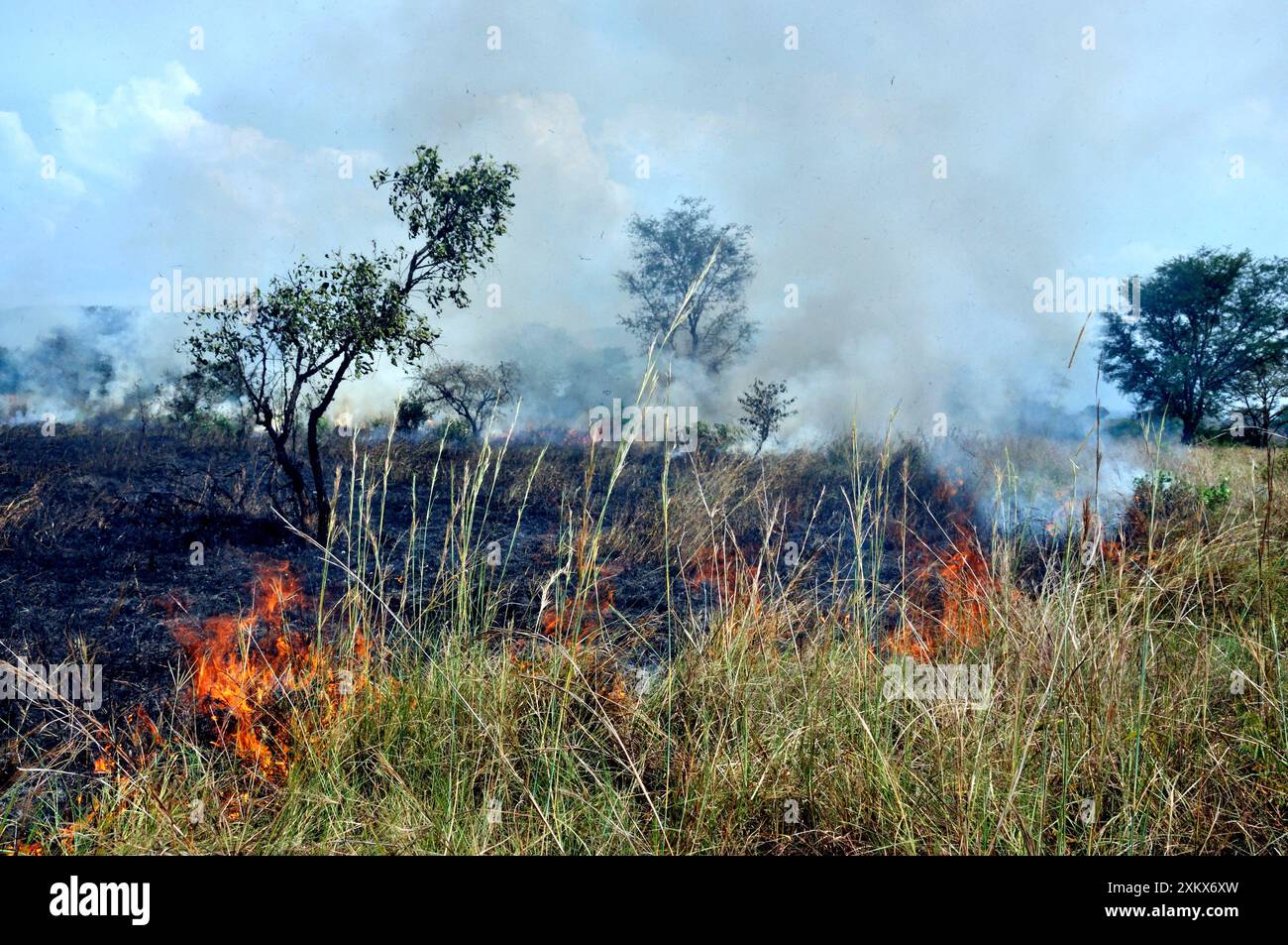 Savannah Fire Stock Photo - Alamy