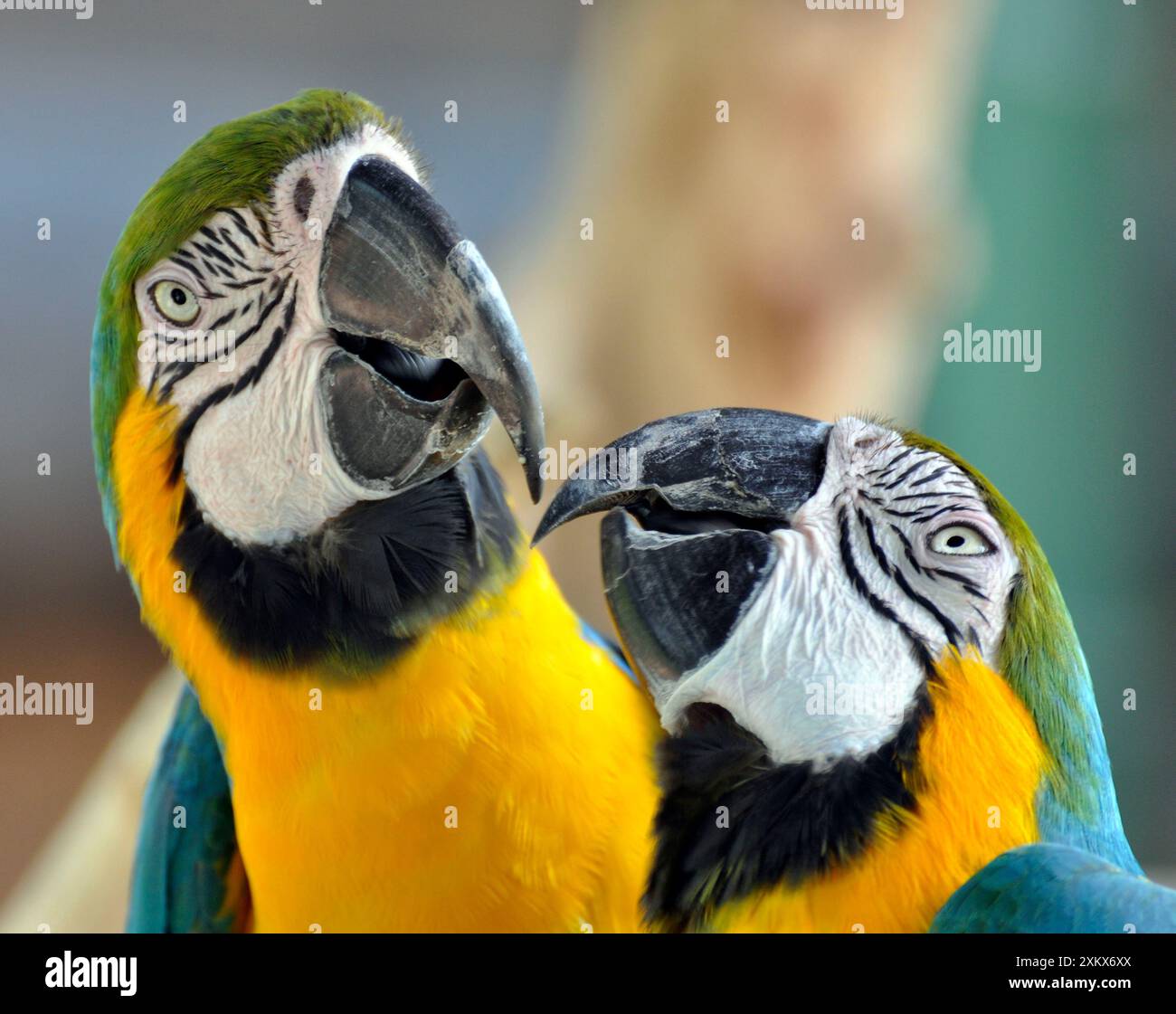 Blue and Yellow Macaws - showing affectionate behaviour Stock Photo - Alamy