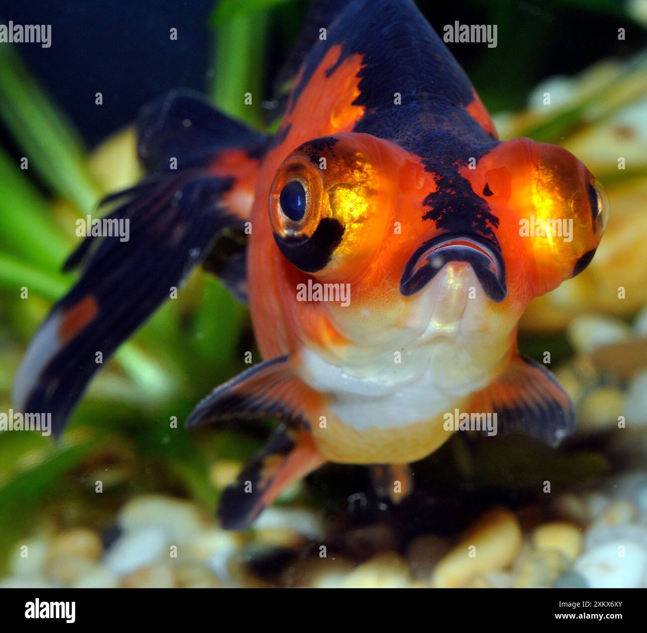 Black moor fish hi-res stock photography and images - Alamy