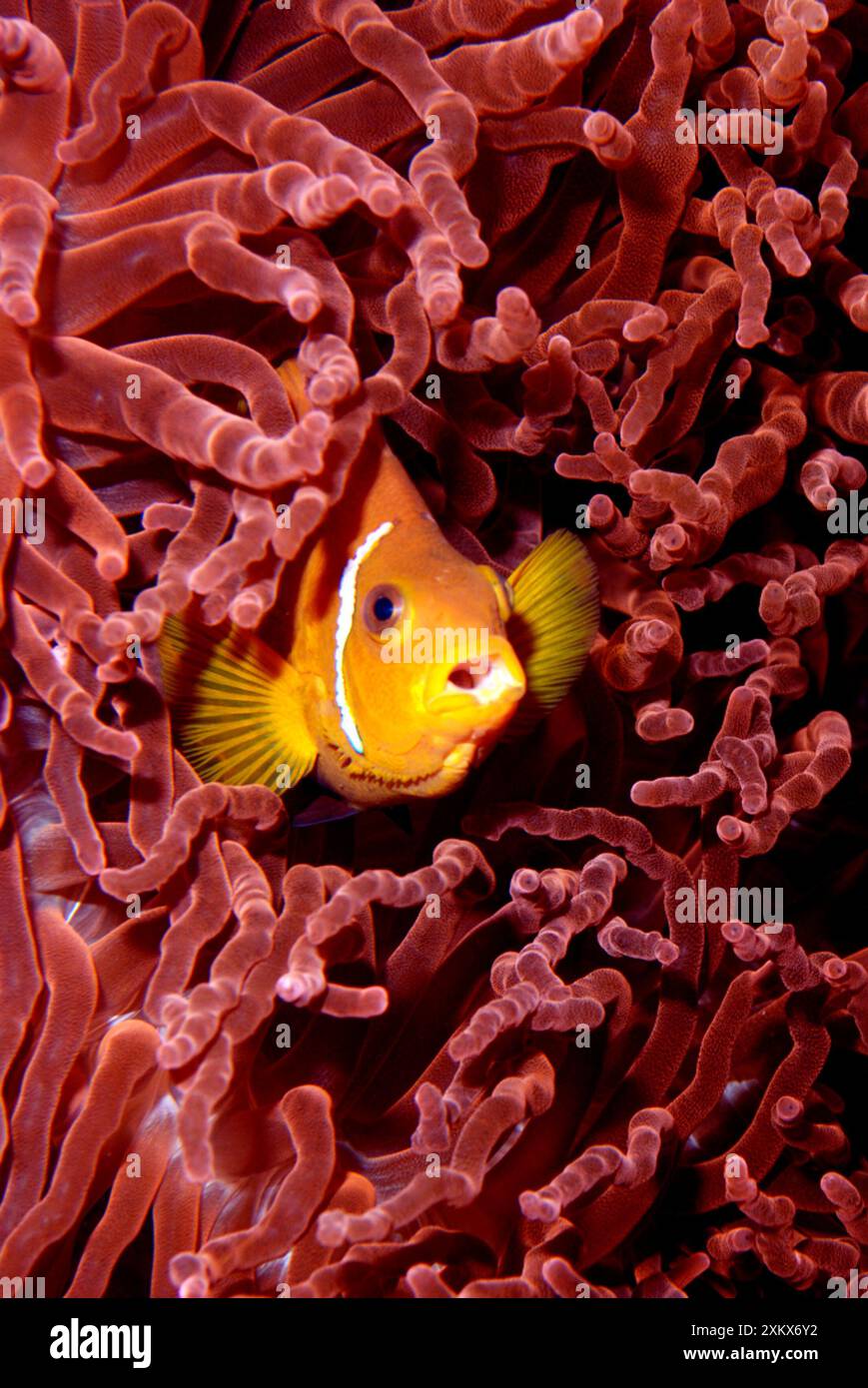 Anemone Fish. Indian Ocean - living among sea Stock Photo - Alamy