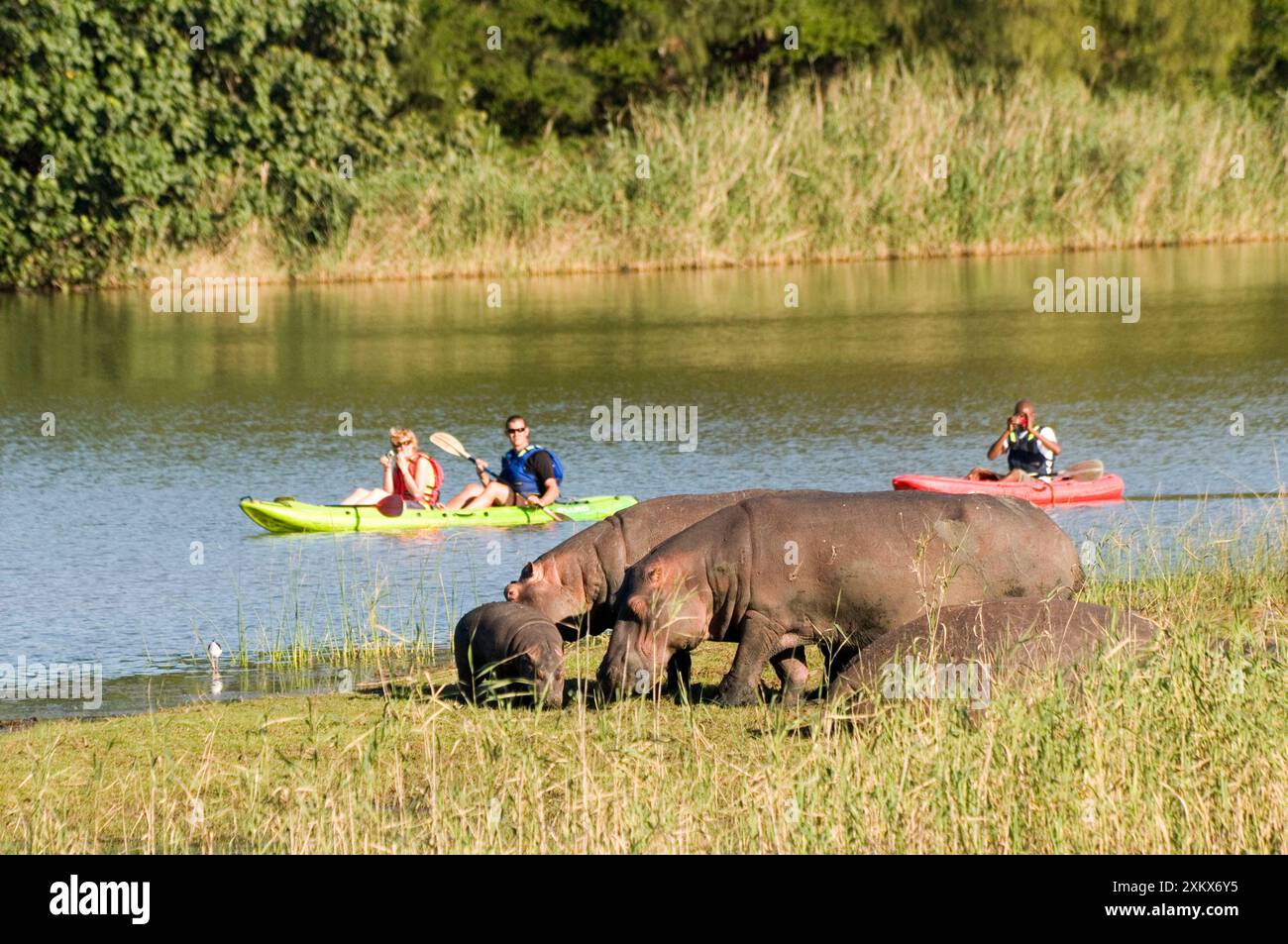 Hippopotmus amphibius hi-res stock photography and images - Alamy