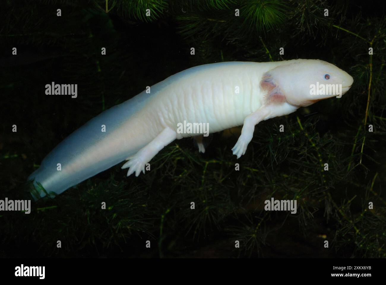 Axolotl. white neotenous larva showing external Stock Photo - Alamy