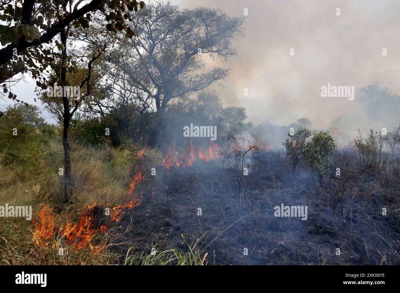 Savannah Fire Stock Photo - Alamy