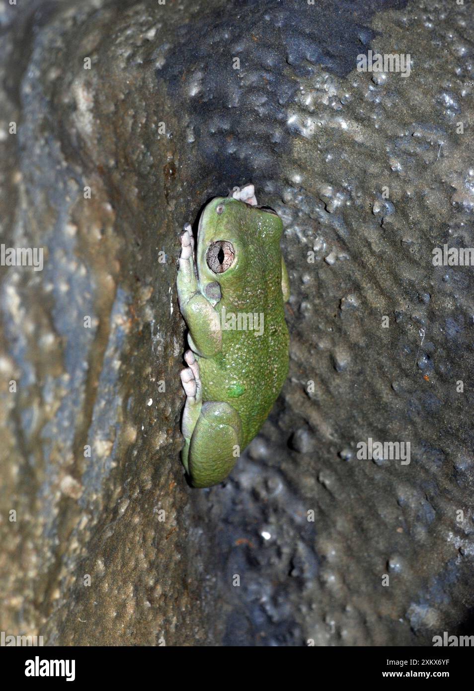 Cave dwelling animals hi-res stock photography and images - Alamy