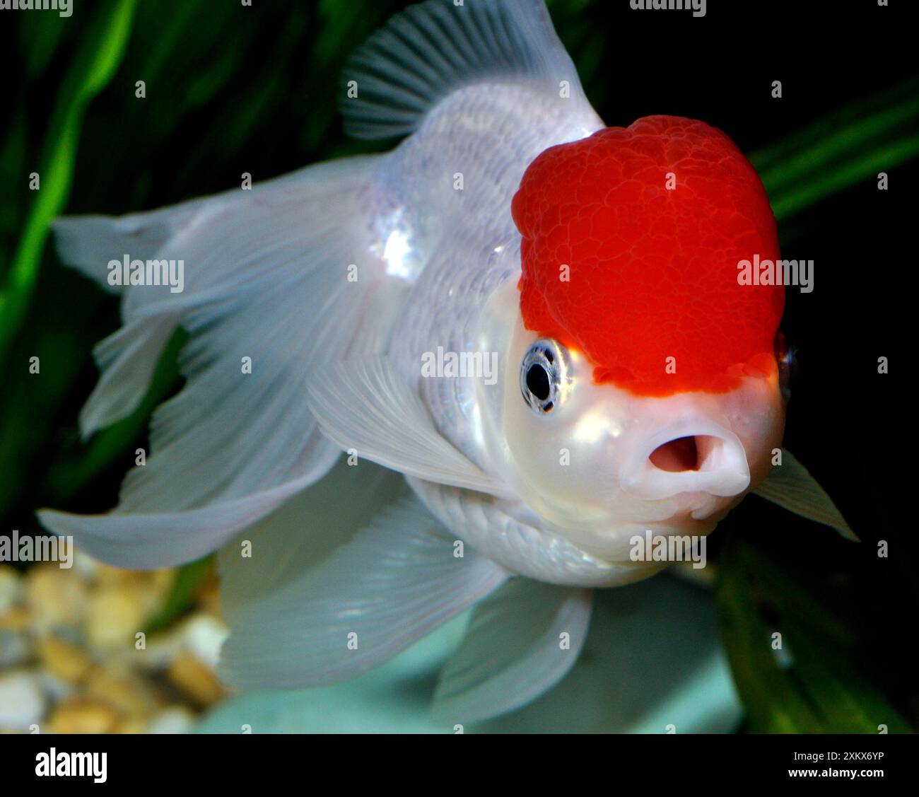 Goldfish. Red Cap Oranda variety Stock Photo - Alamy