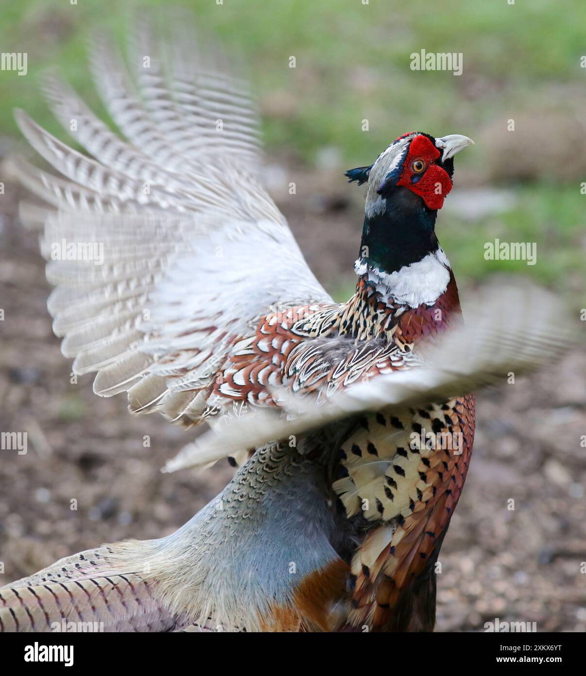 Pheasant display hi-res stock photography and images - Alamy