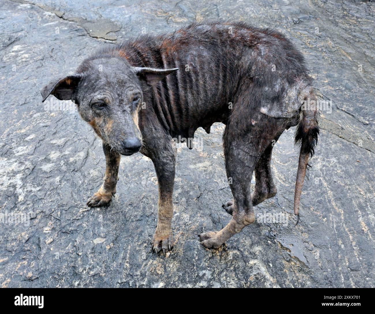 Dog sick looking village dog Stock Photo - Alamy
