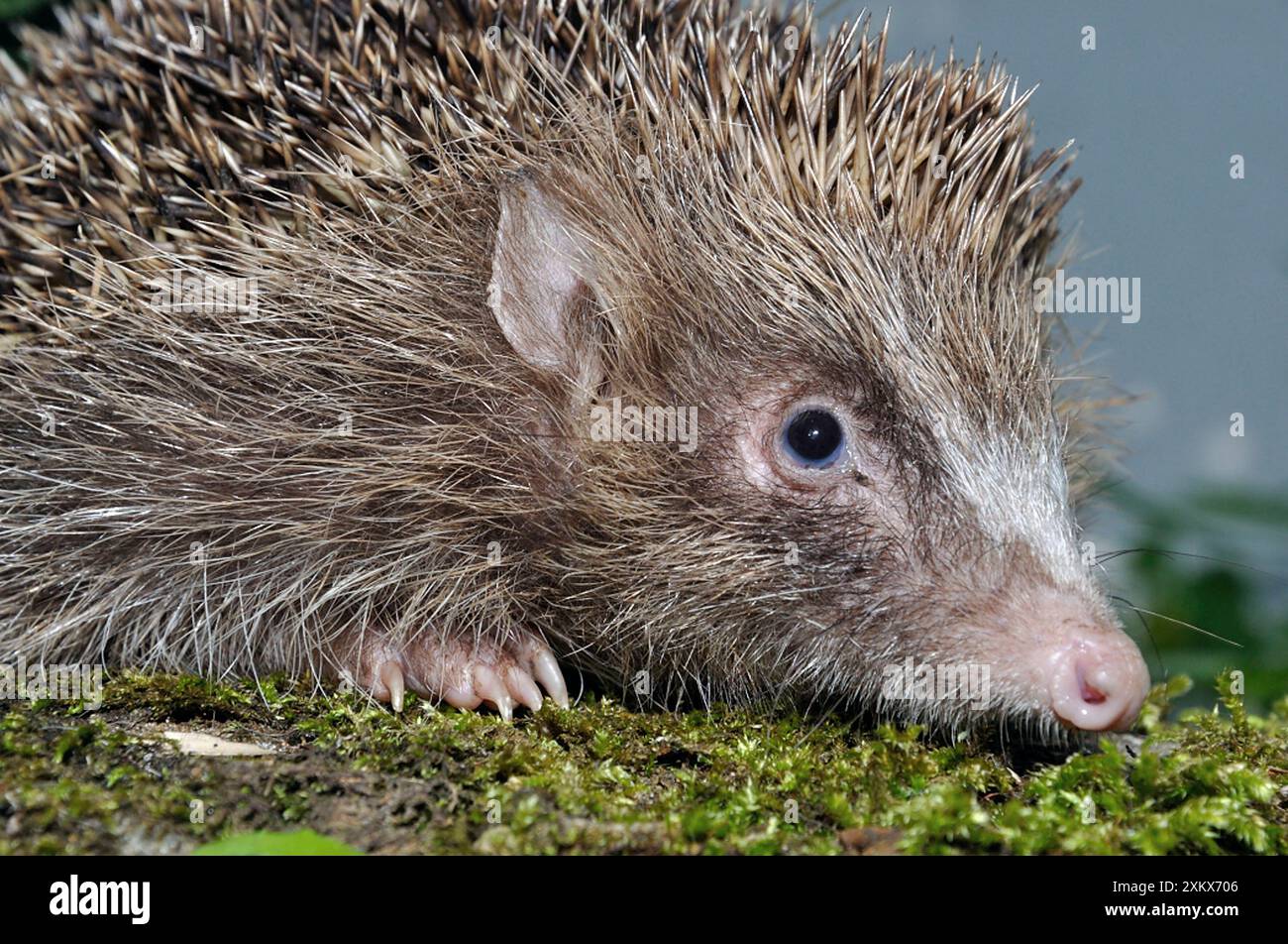 European hedgehog mammal animal hi-res stock photography and images - Alamy