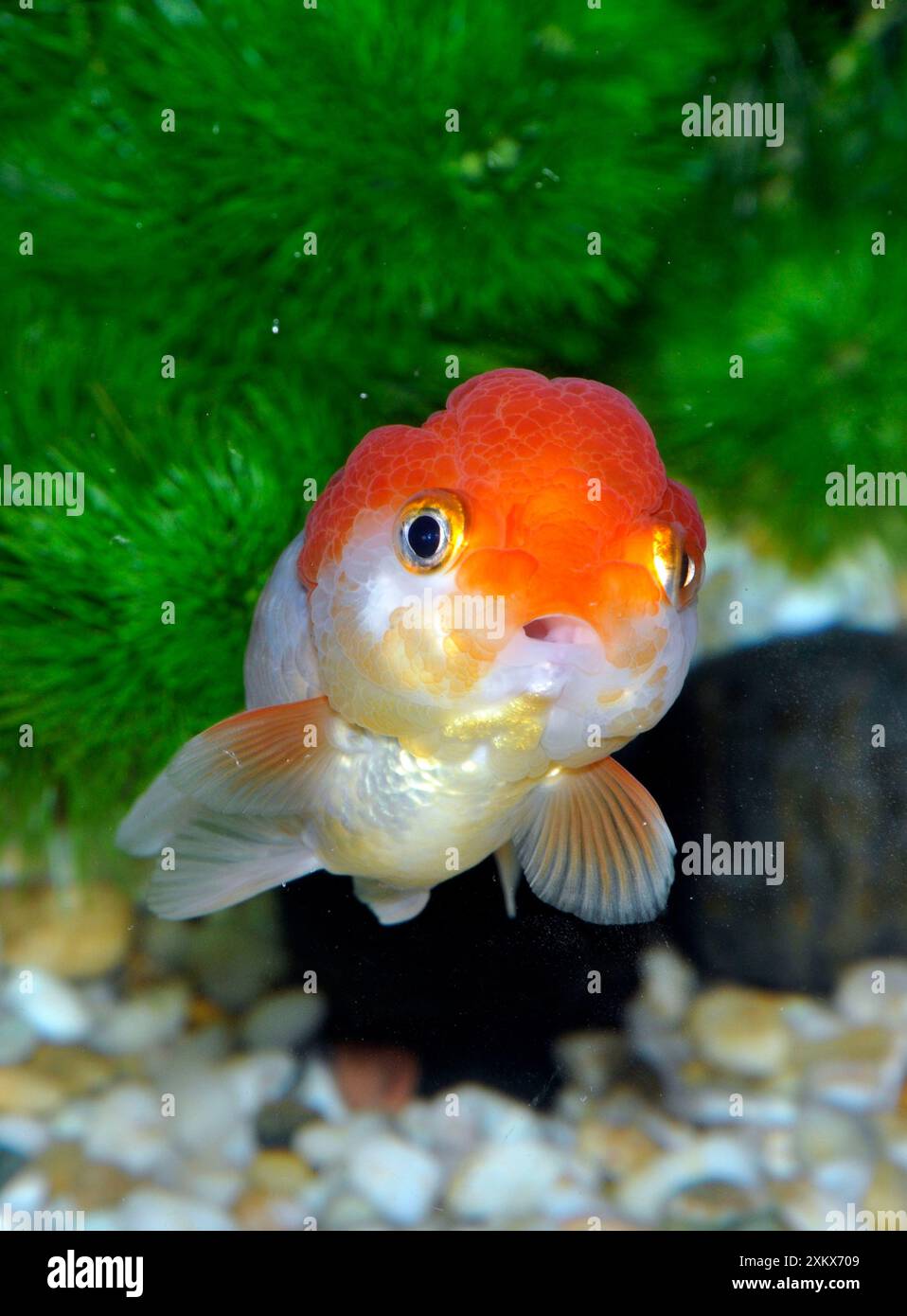 Oranda goldfish hi-res stock photography and images - Alamy