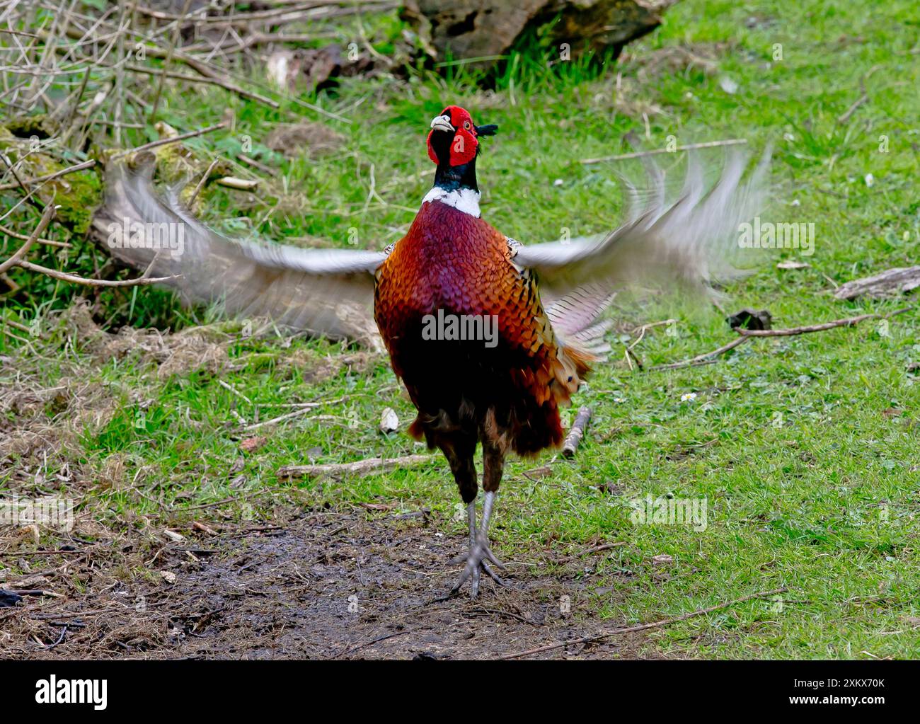 Male pheasant display hi-res stock photography and images - Alamy