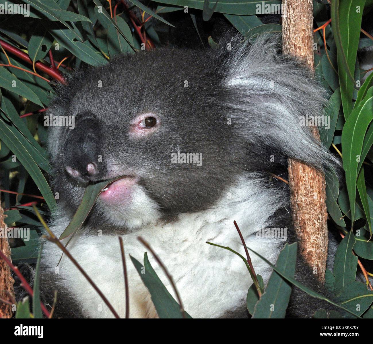 Koala - eating Eucalyptus leaves Stock Photo - Alamy