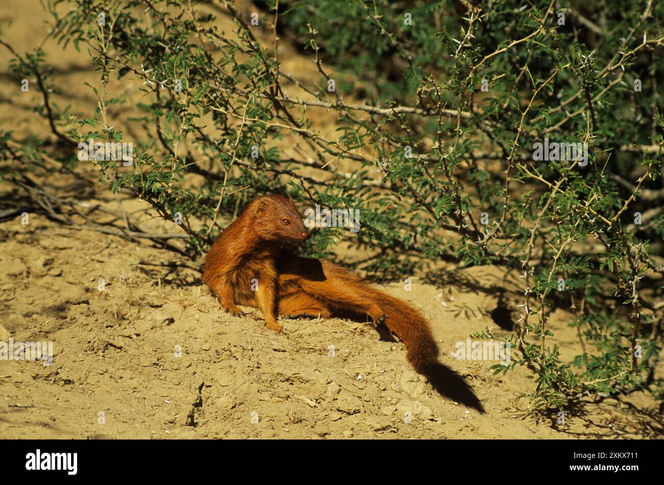 Mongoose kalahari hi-res stock photography and images - Alamy