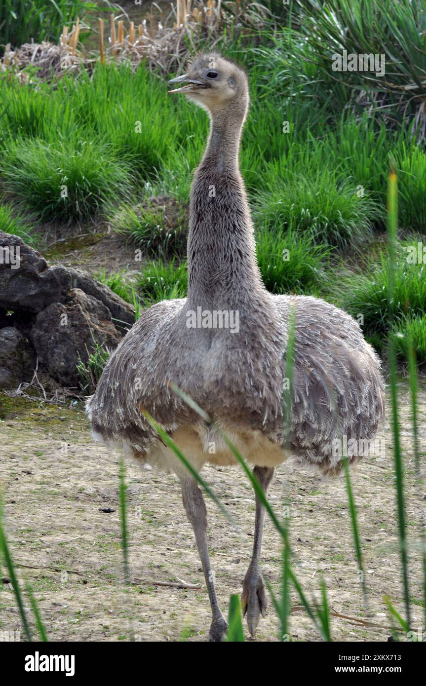 Darwin rhea hi-res stock photography and images - Alamy