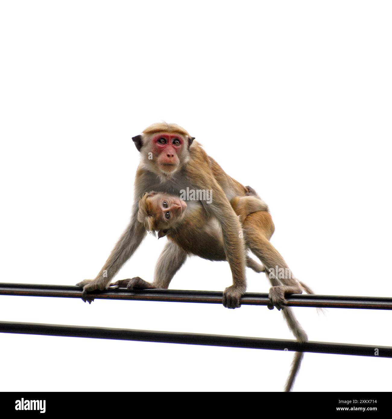 Toque Macaque with baby Stock Photo - Alamy