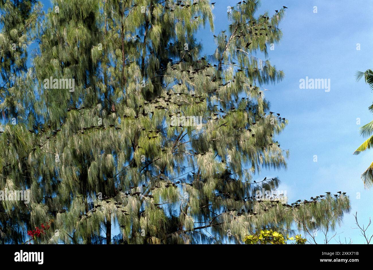 Lesser noddy anous tenuirostris hi-res stock photography and images - Alamy