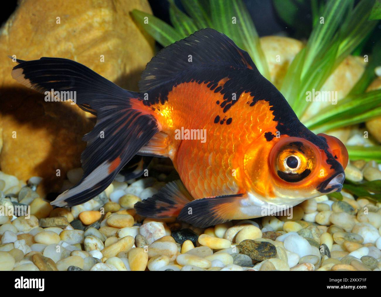 Goldfish . Black Moor variety Stock Photo - Alamy