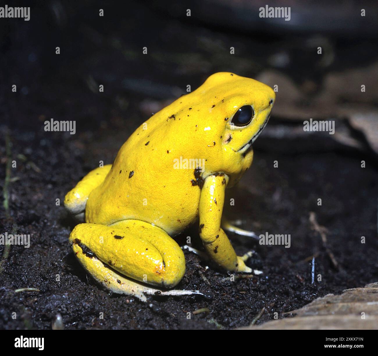 Golden Poison Frog / Golden Frog / Golden Poison Stock Photo - Alamy