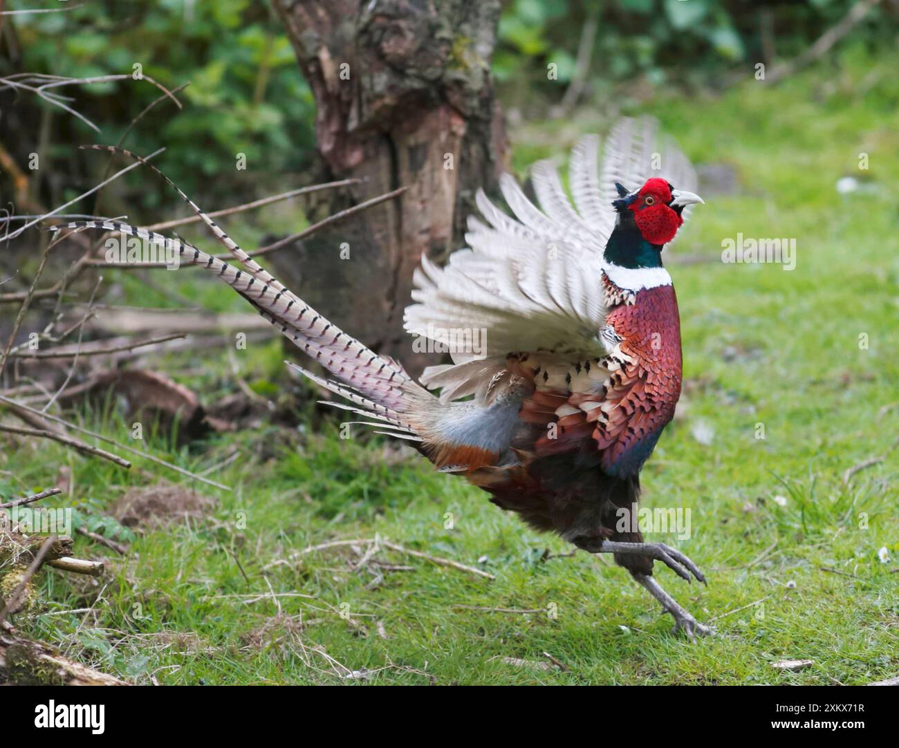 Male pheasant territory display hi-res stock photography and images - Alamy