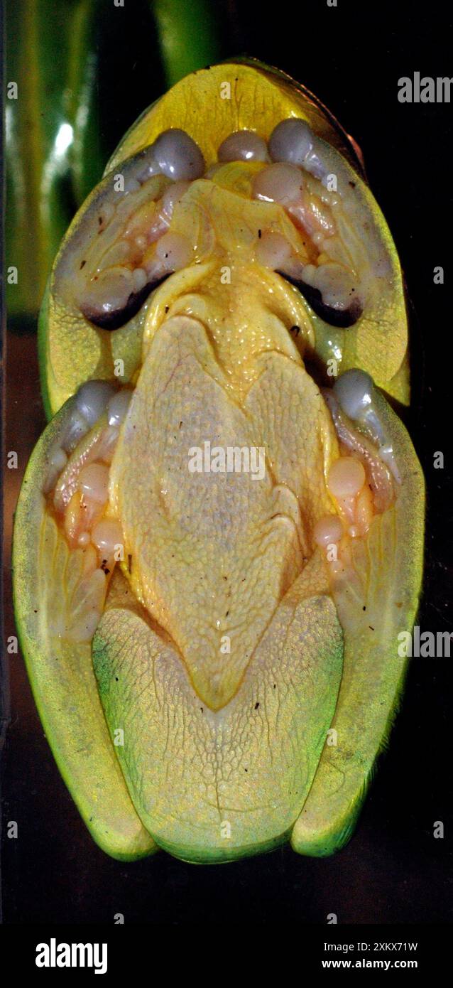 Frog anatomy hi-res stock photography and images - Alamy