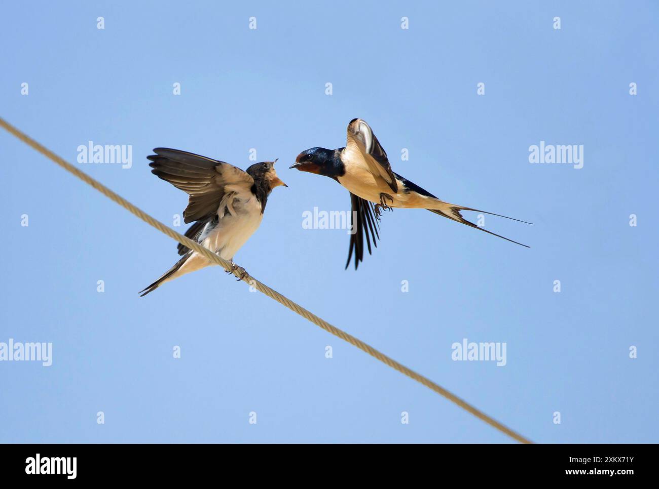 Adult barn swallow feeding hi-res stock photography and images - Alamy