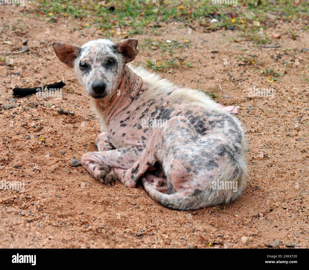 Sick animals hi-res stock photography and images - Alamy