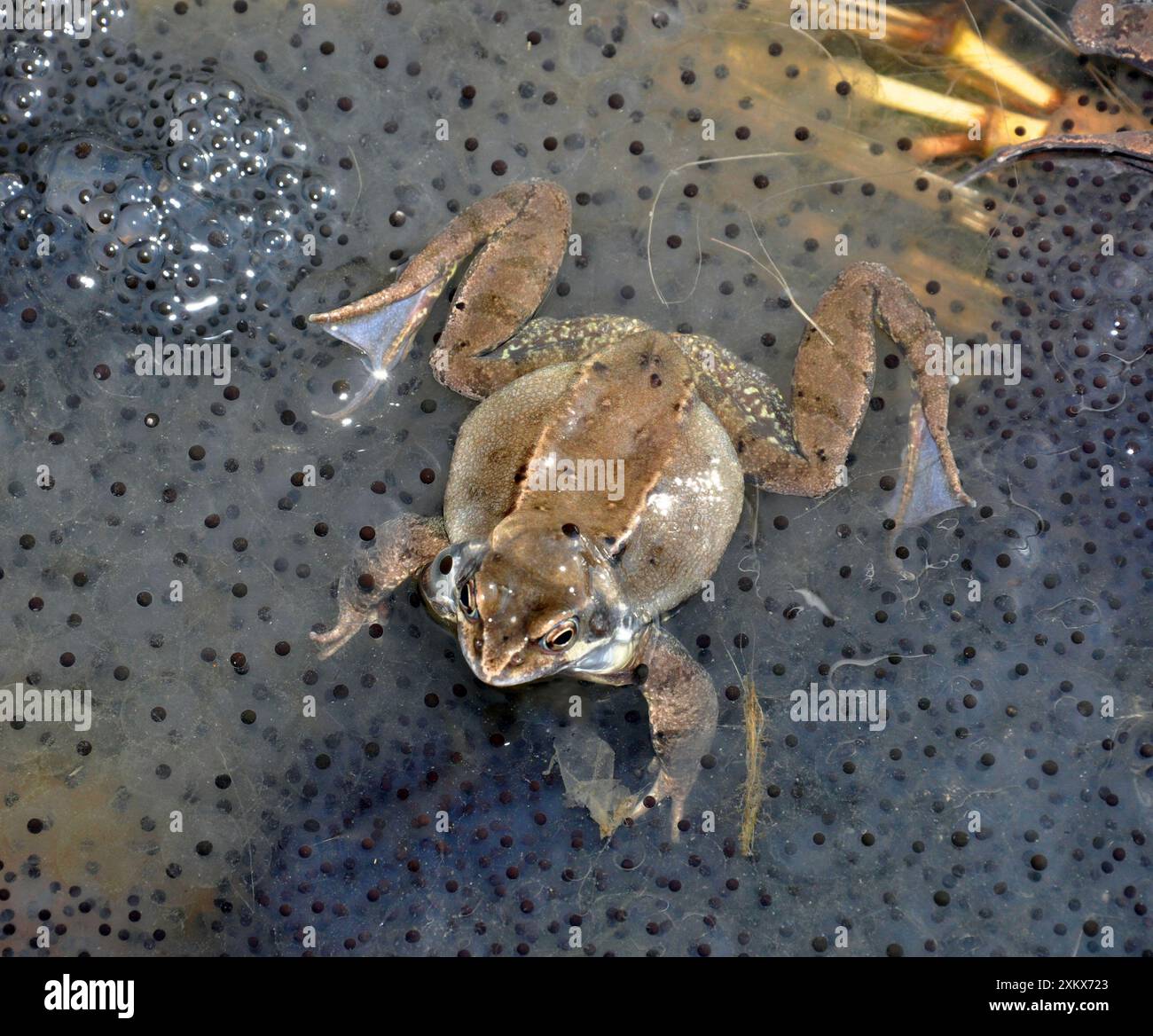 Frog wildlife hi-res stock photography and images - Alamy