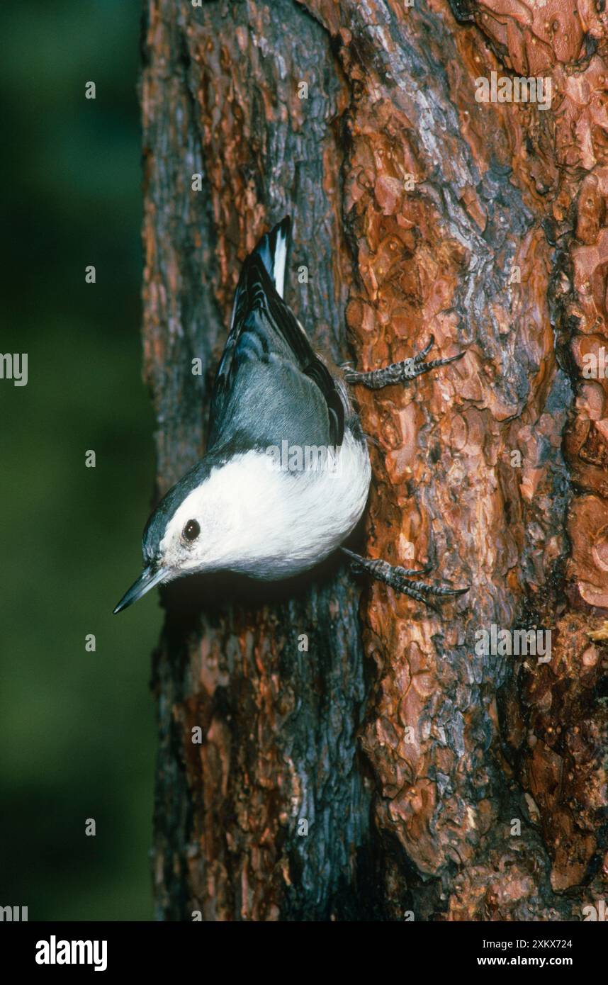 One white breasted nuthatch hi-res stock photography and images - Alamy